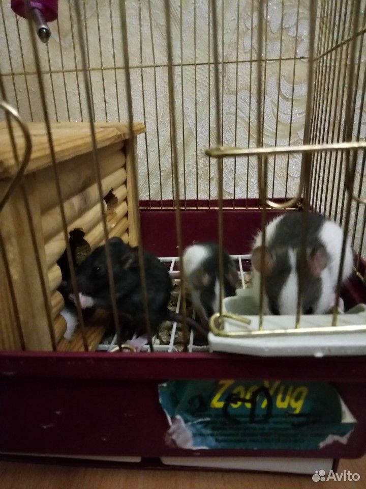 Продаю крысят