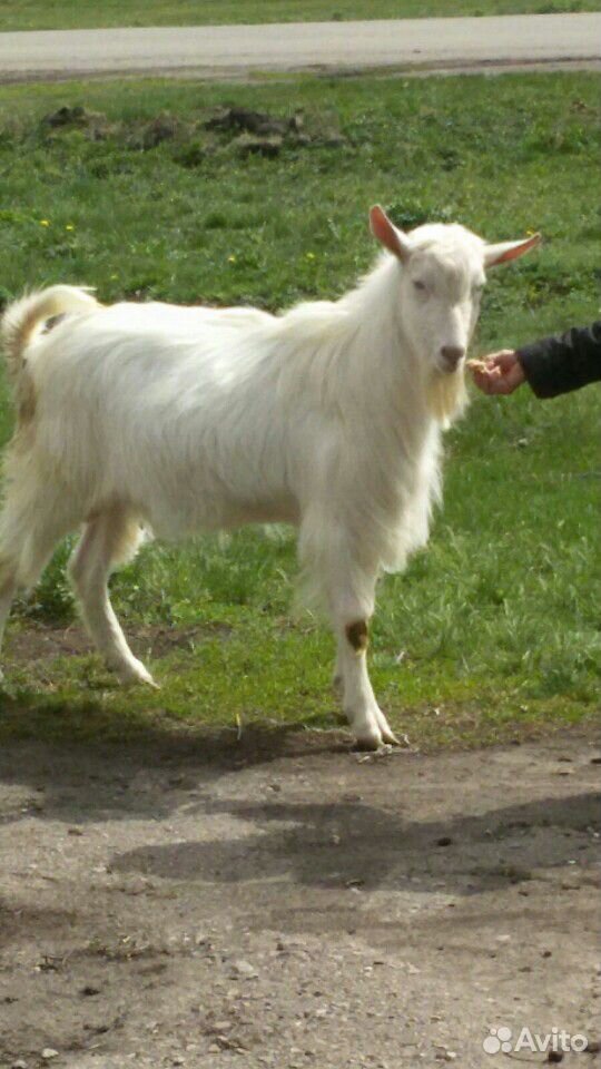 Продаю козла