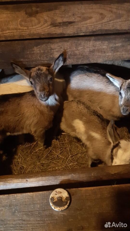 Продаю козлят