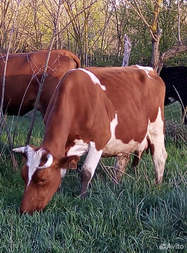 Продаётся корова