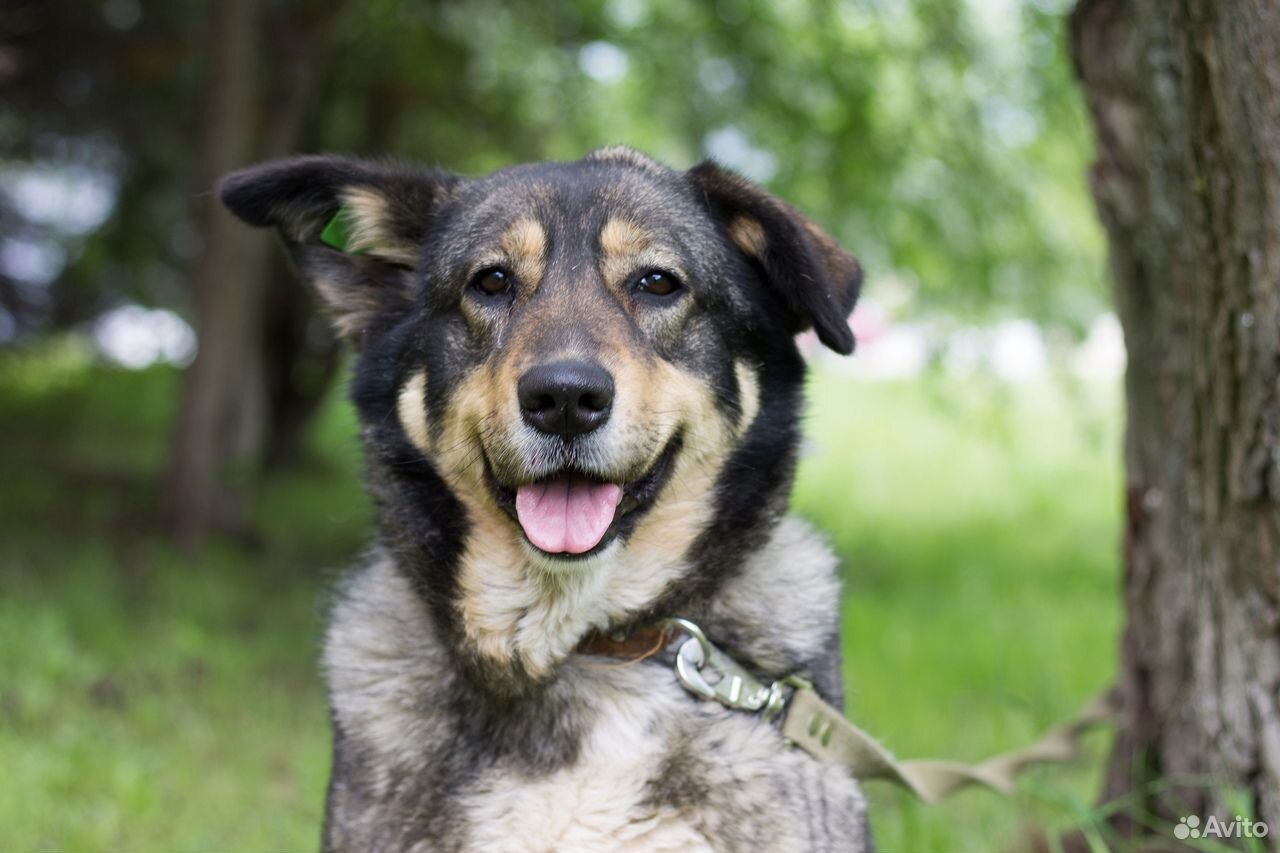 Ева, в поисках дома