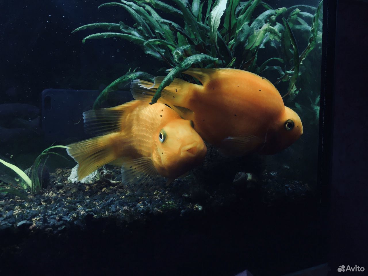 Рыба попугай