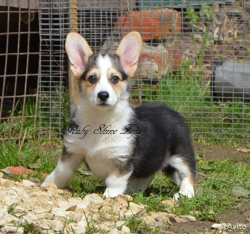 Шикарная малышка вельш корги пемброк