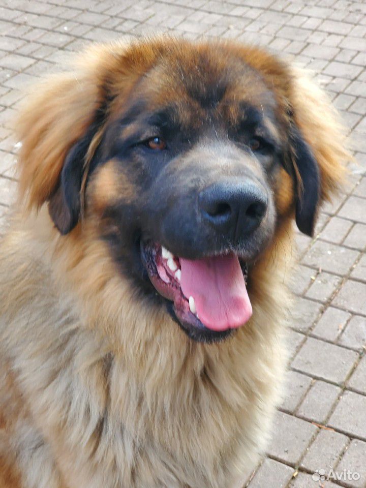 Леонбергер