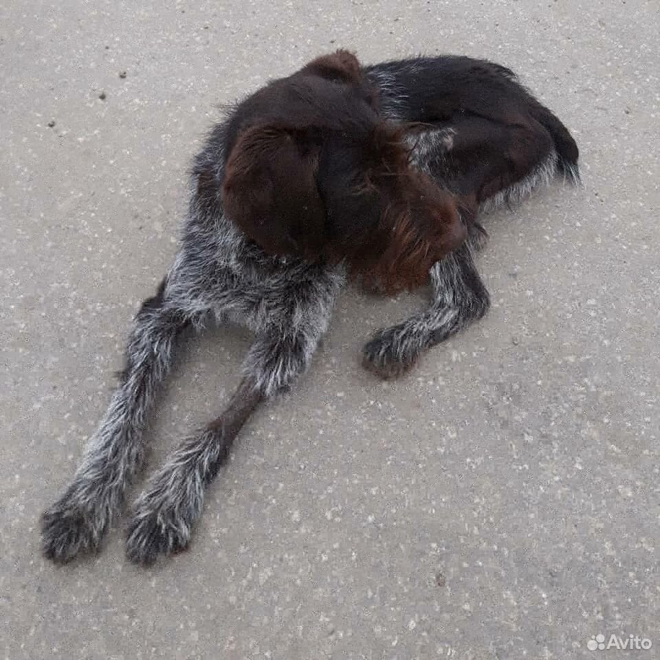 Найден дратхаар