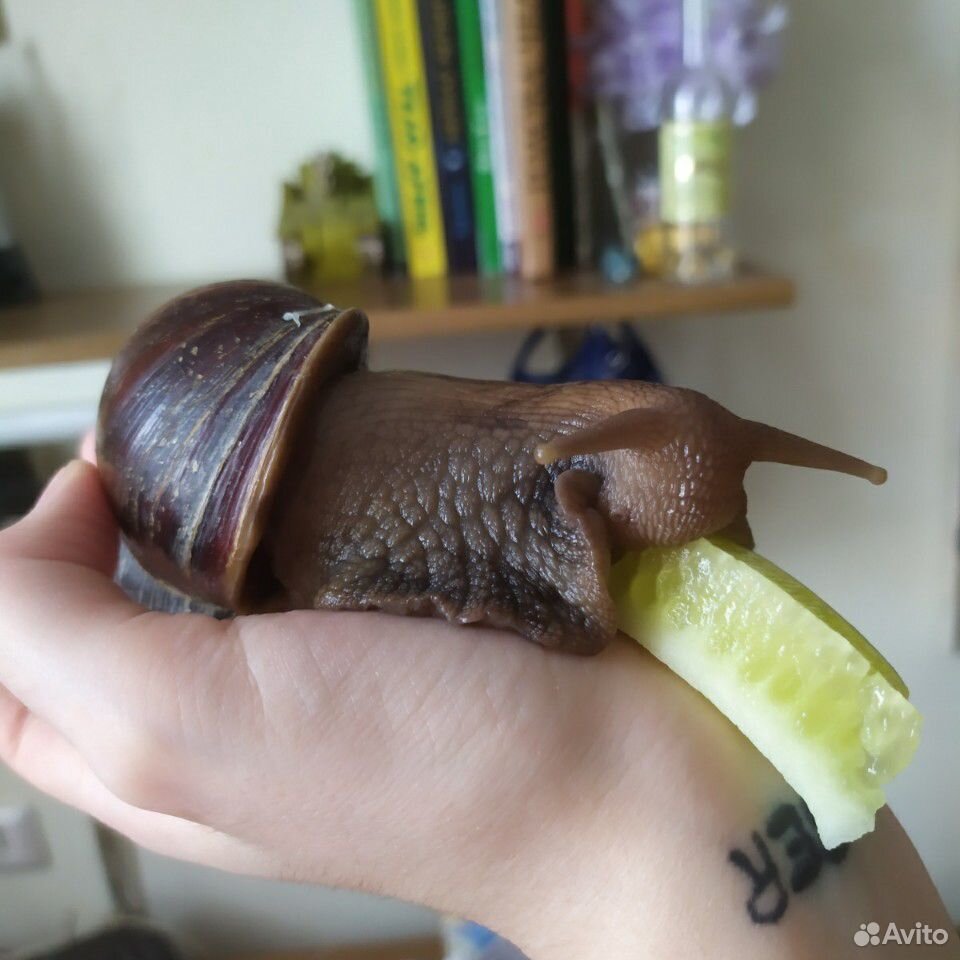 Улитка Ахатина Фулика