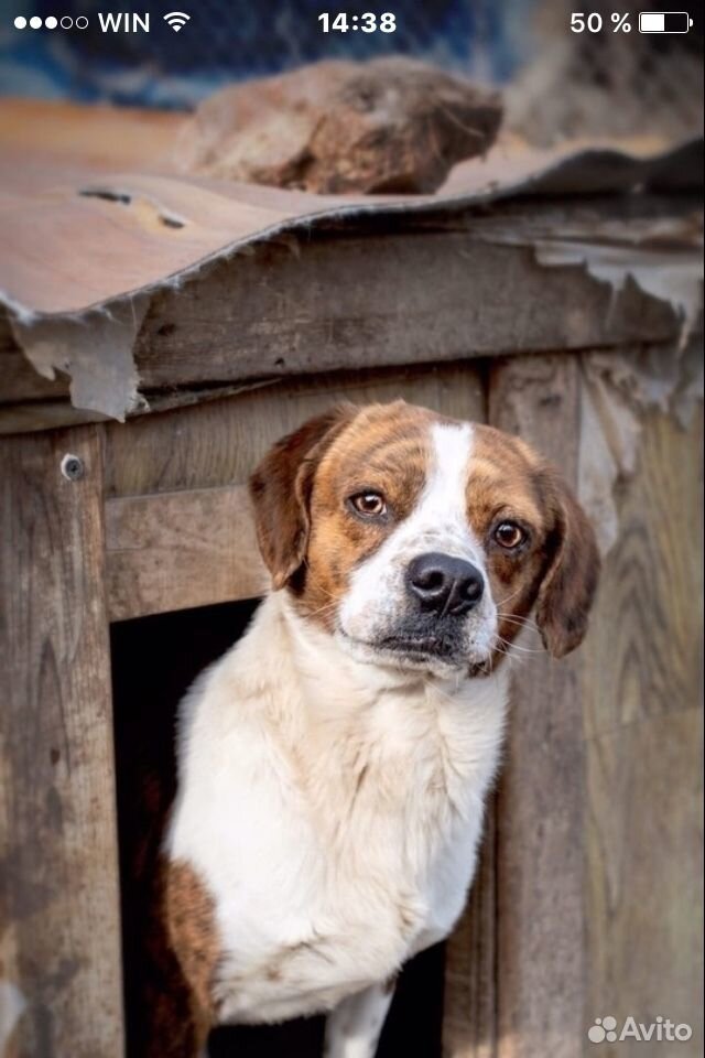 Лобановские собаки.Кото-приюта "Шанс"