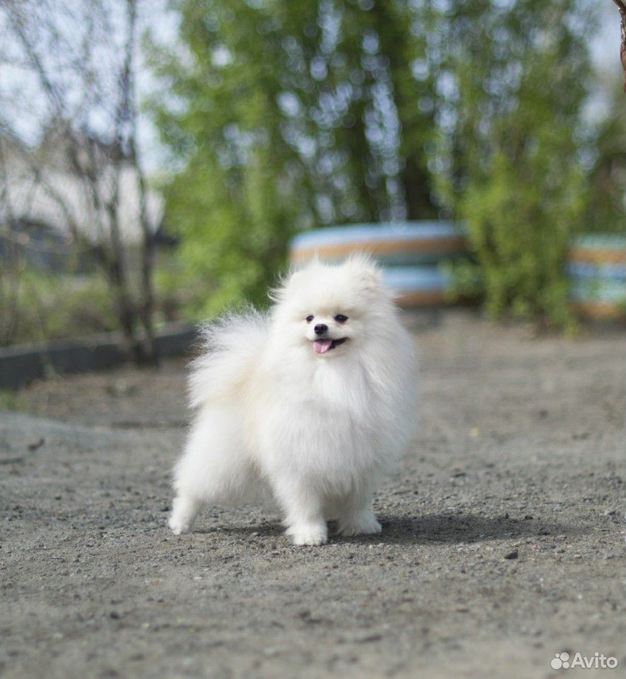 Шикарный мужчина пом