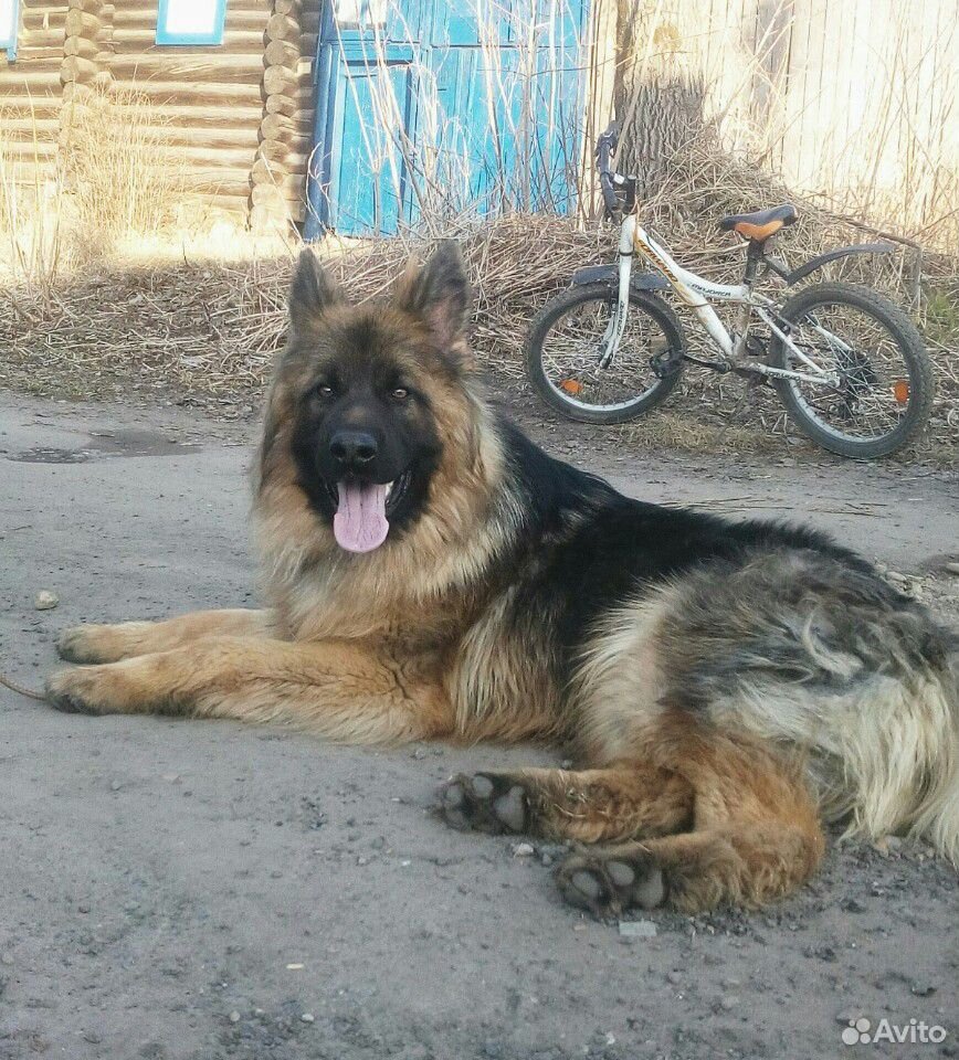 Вязка д/ш немецкая овчарка