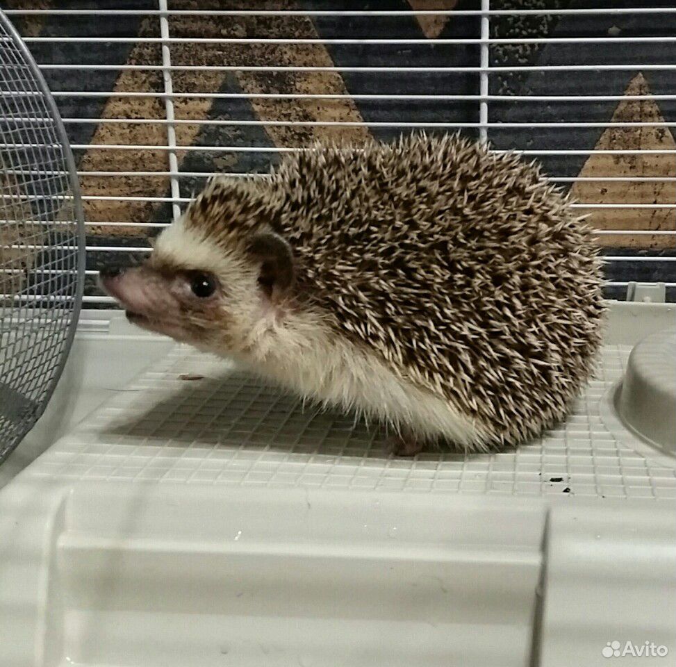 Ёжик карликовый