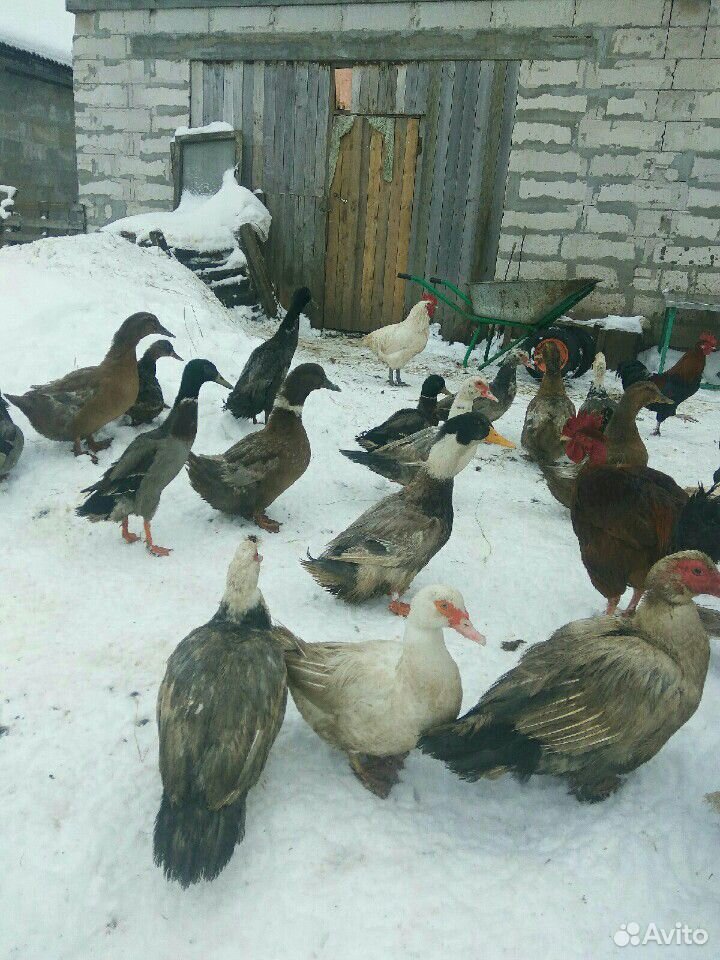 Инкубационное яйцо саксонских и мускусных уток