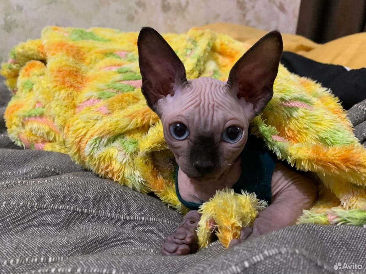 Канадский сфинкс