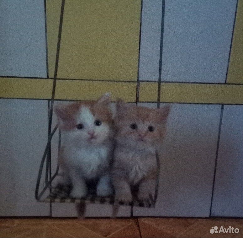 Отдам милых котят