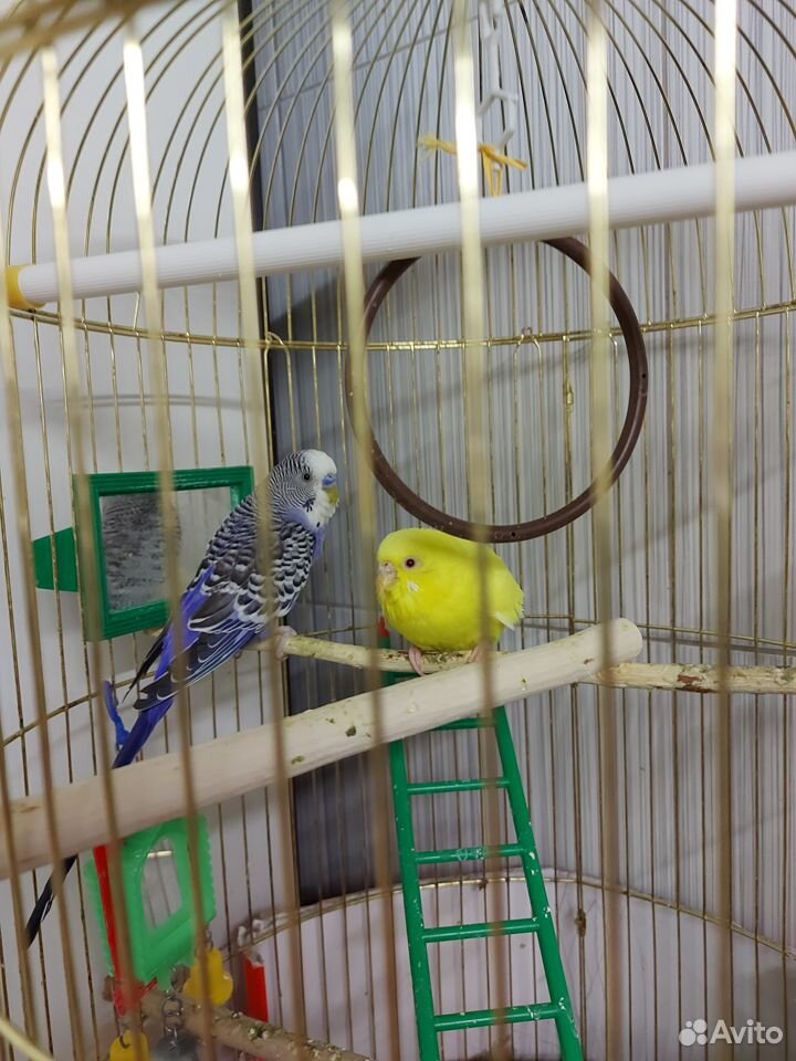 Попугаи волнистые