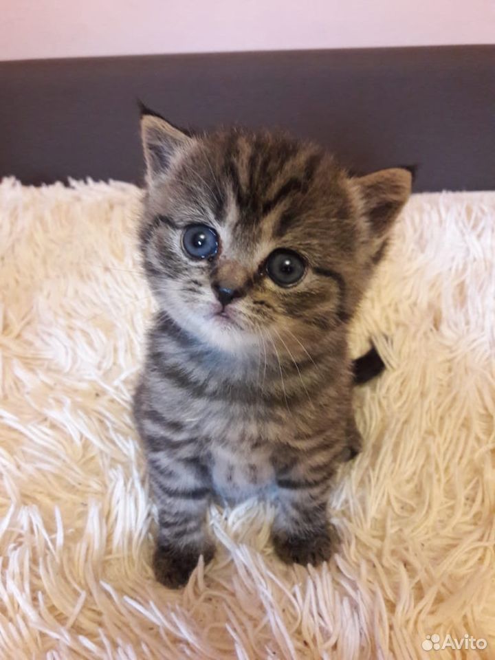 Котёнок британский