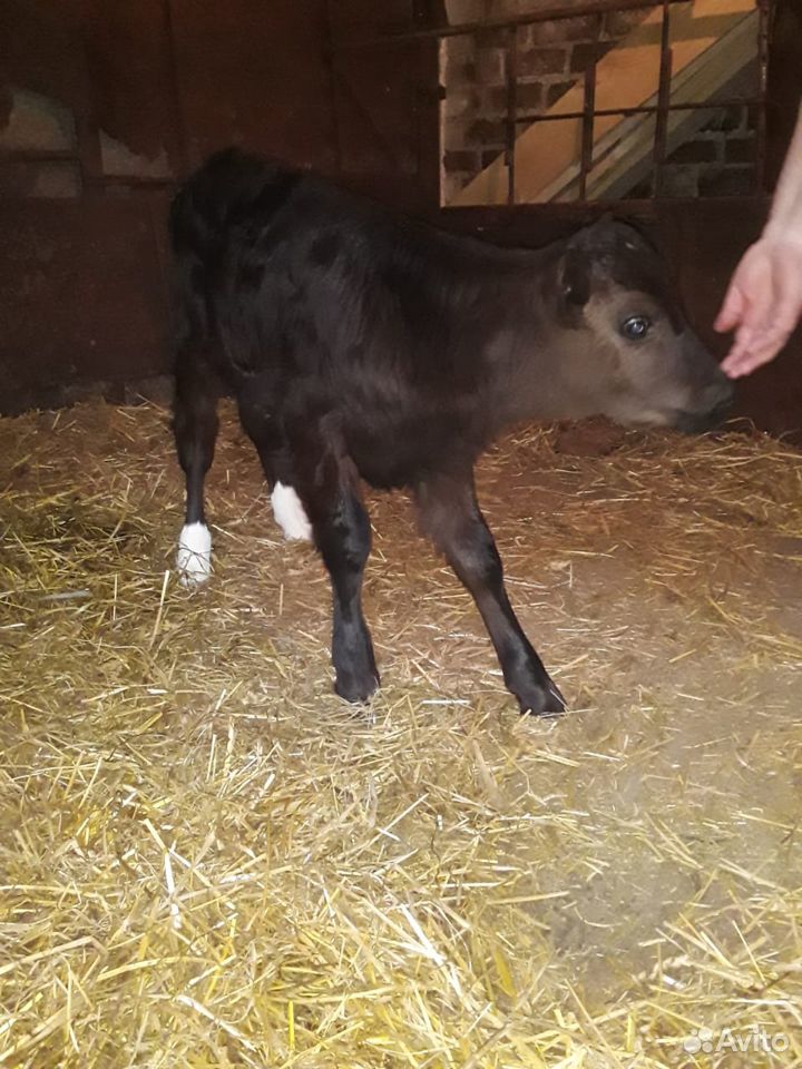 Продаётся телочка