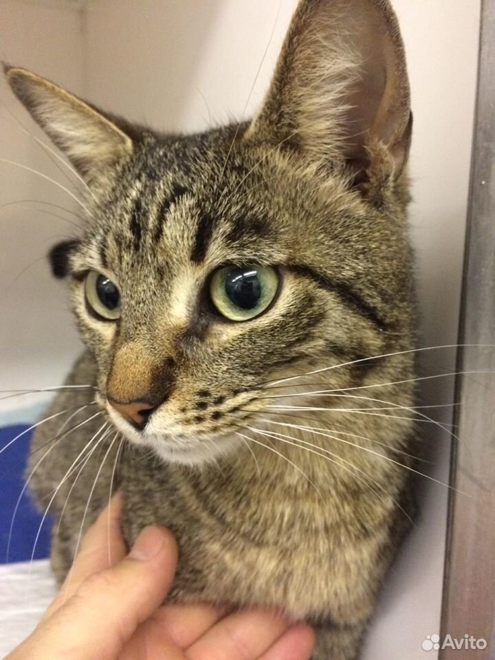 Милая кошка Мурка окраса «табби» ищет хозяев