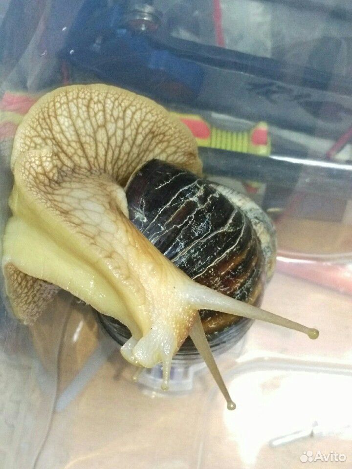 Продаю улиток ахатин