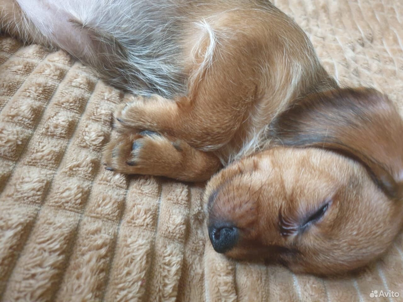 Метисы йорка и таксы, 2 девочки