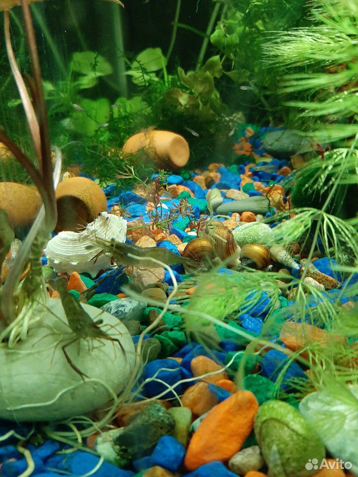 Креветки макрабрахиум