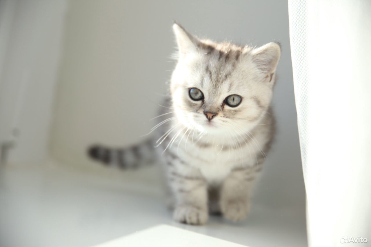 Продам котёнка Британца