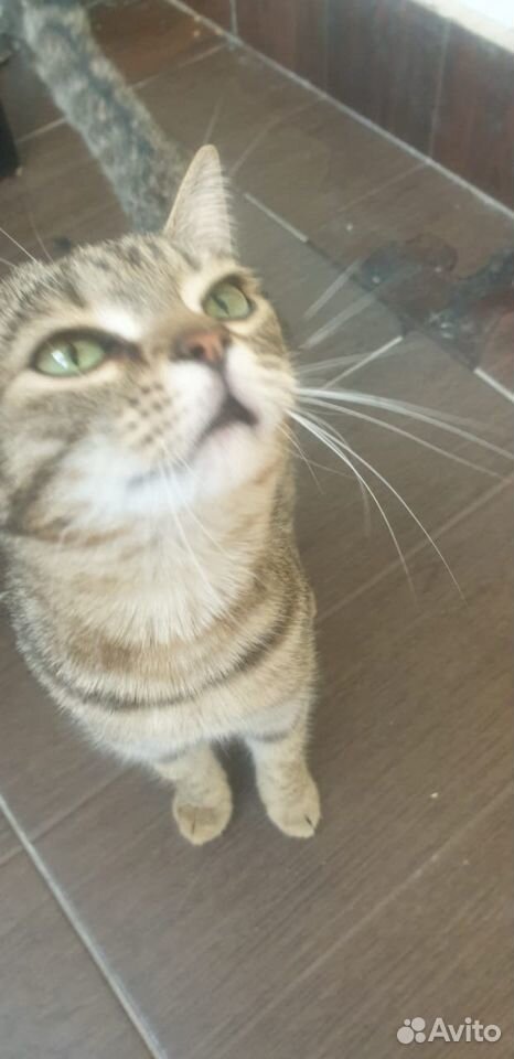 Отдам кошку