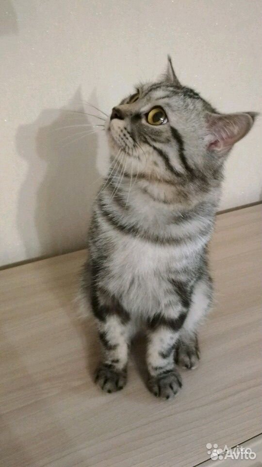 Шотландский кот. Вязка
