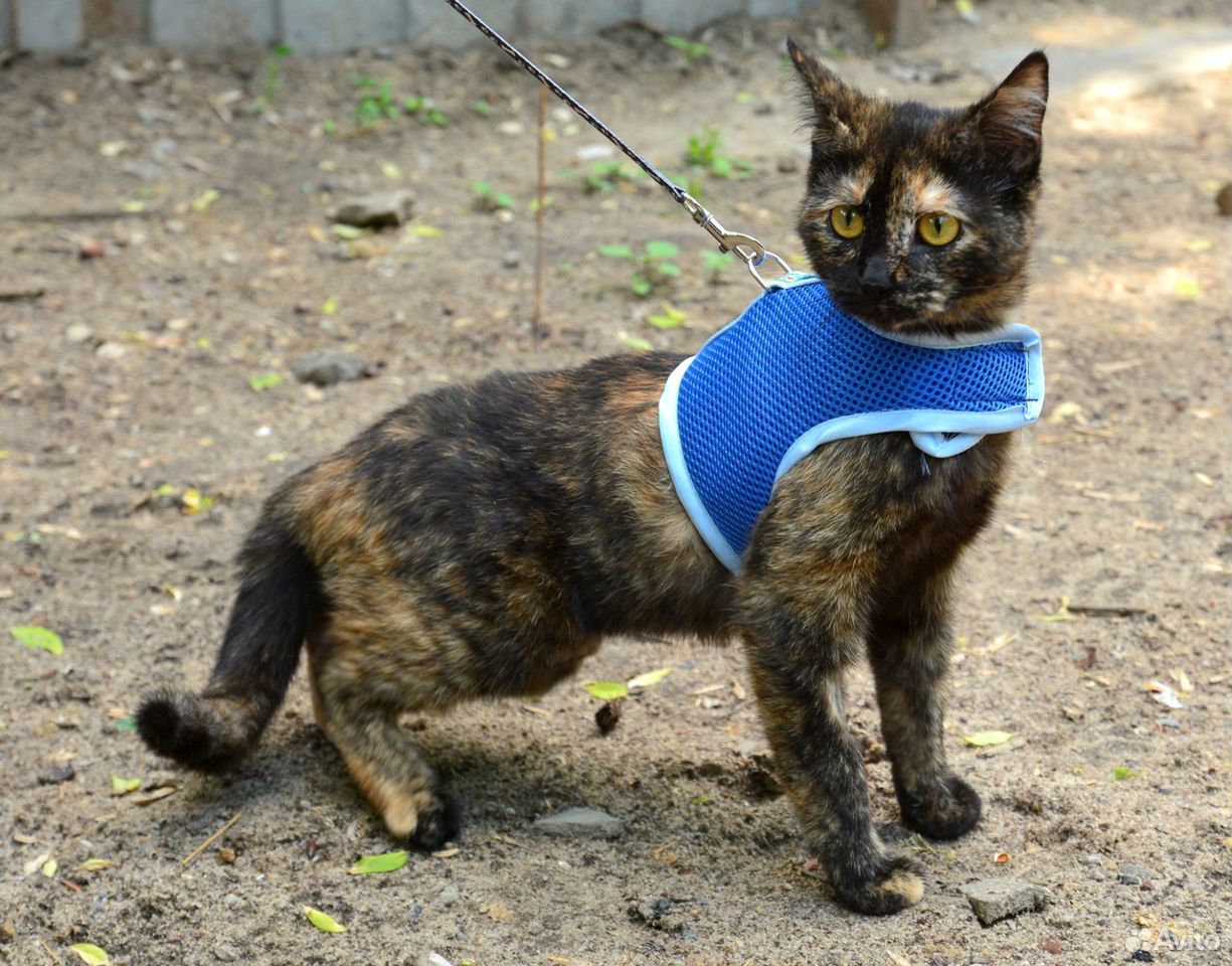 Миниатюрная кошечка ищет дом
