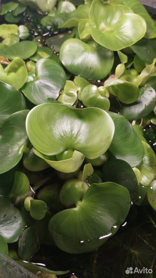 Эйхорния(водный гиацинт)