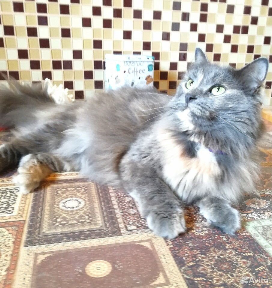 Шикарная Лия ищет дом