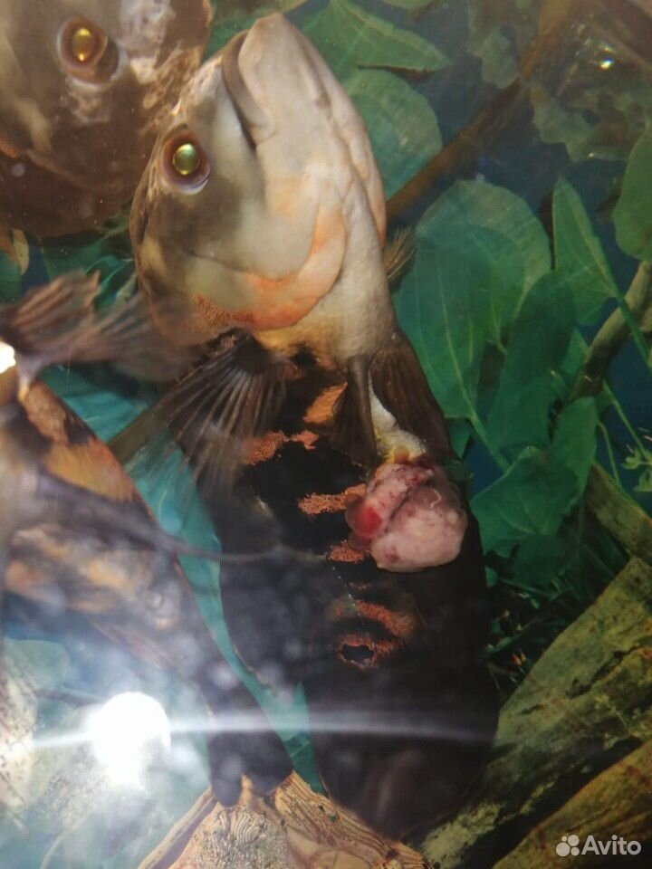 Рыба астронотус