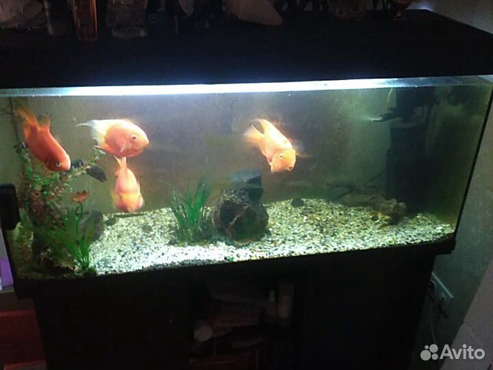 Аквариум