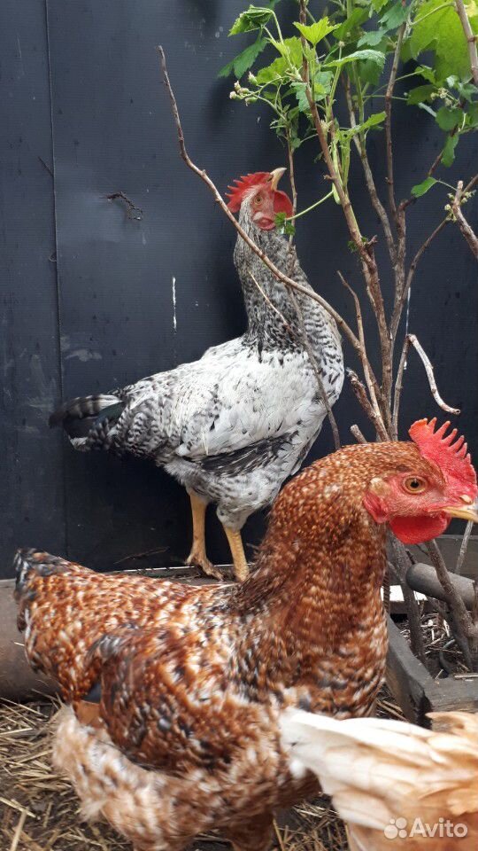 Петушки молодняк