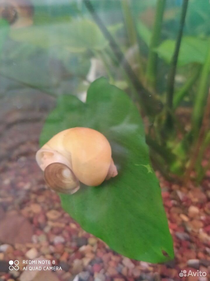 Ампулярии улитки