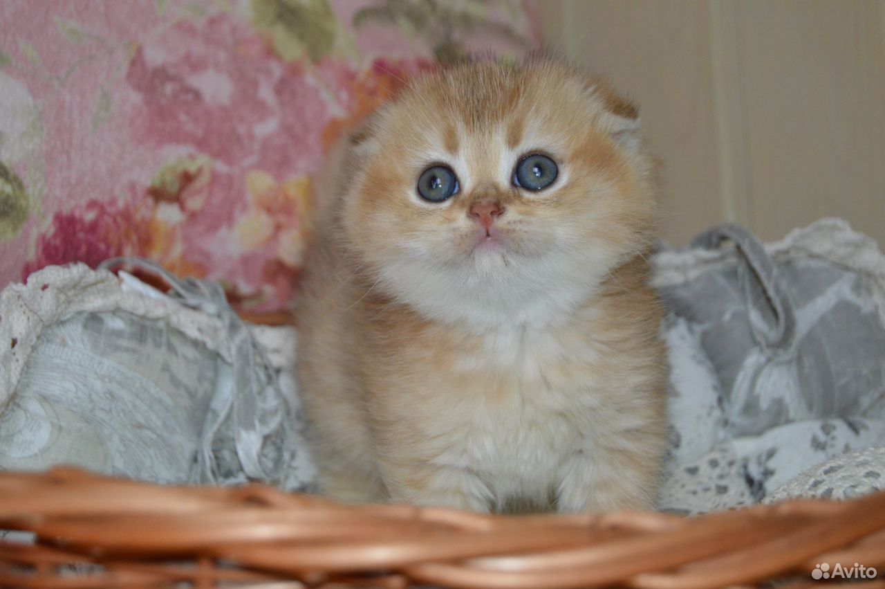 Золотая куколка