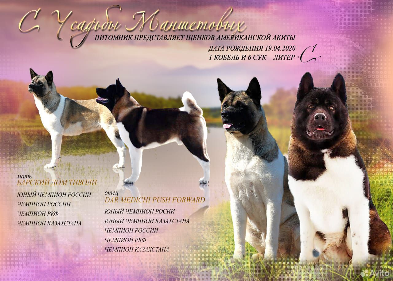 Акитодетки