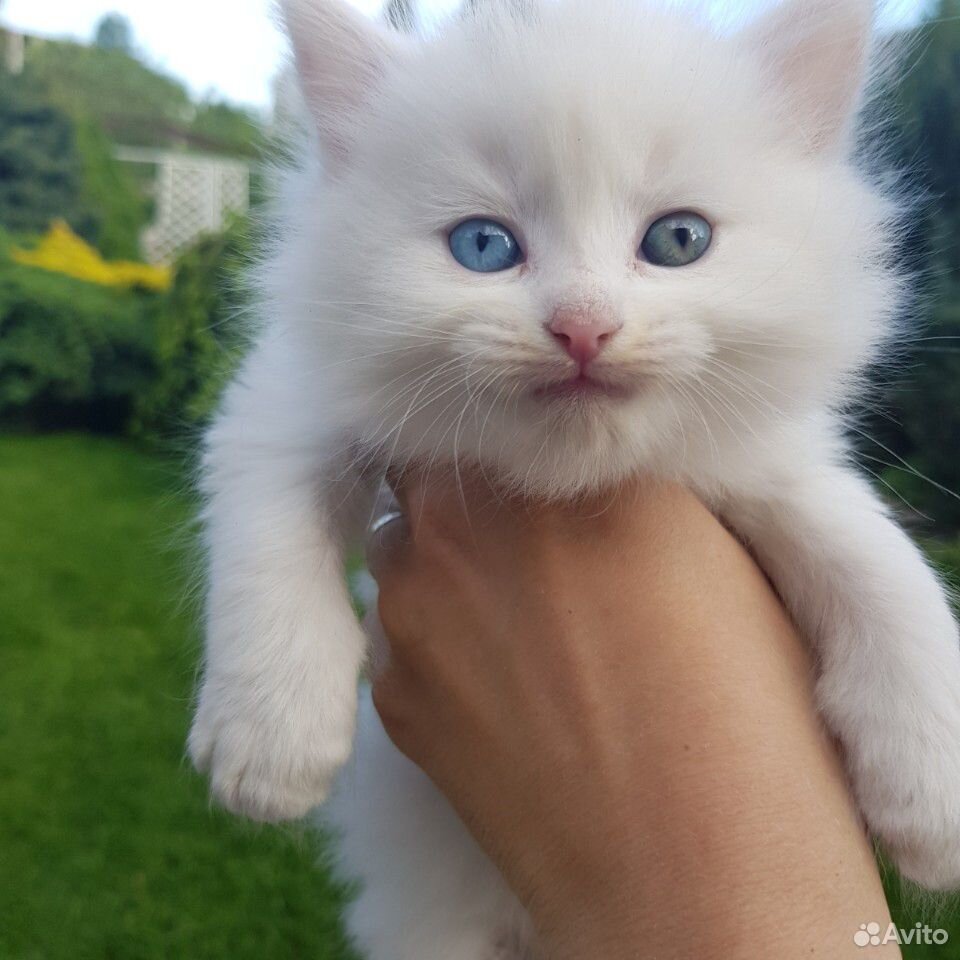 Котята помесь невской маскарадной