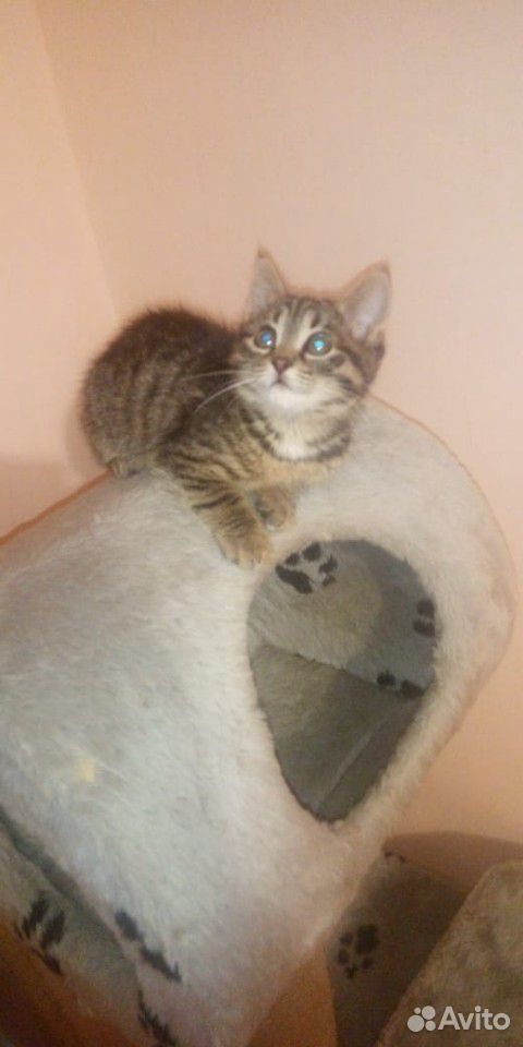 Маленькие тигрята