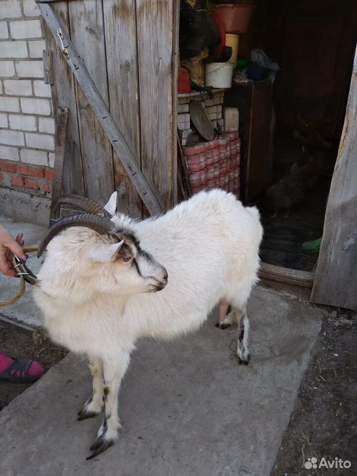 Продаю козу