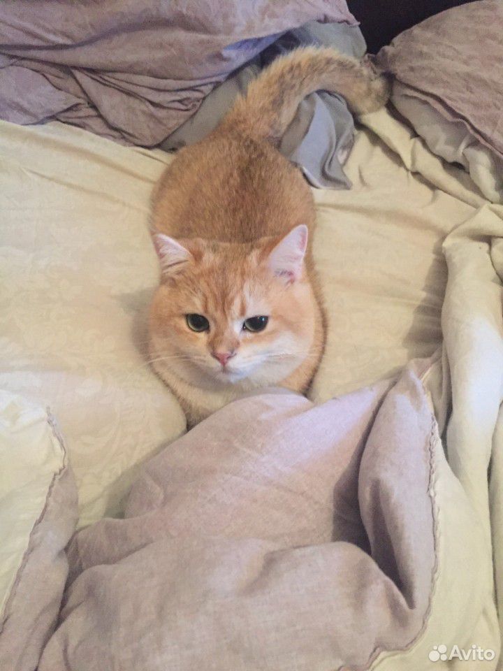 Кот Золотая шиншила
