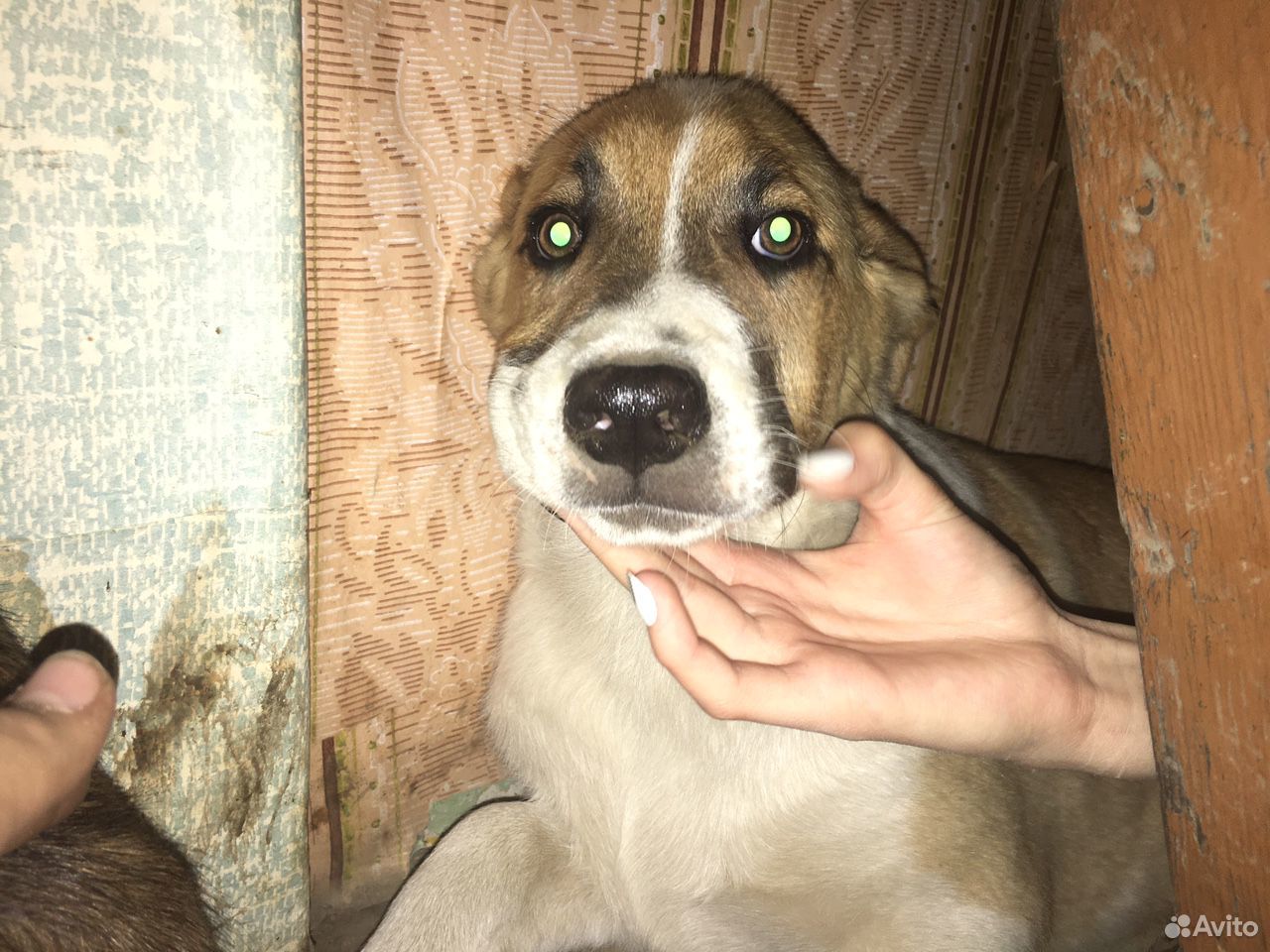 Щенок алабай (помесь)