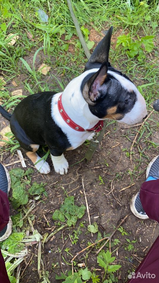 Бультерьер