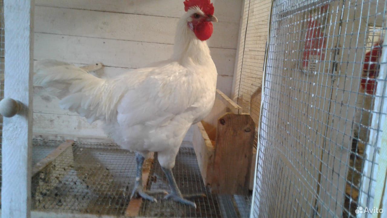 Породистые петухи на племя