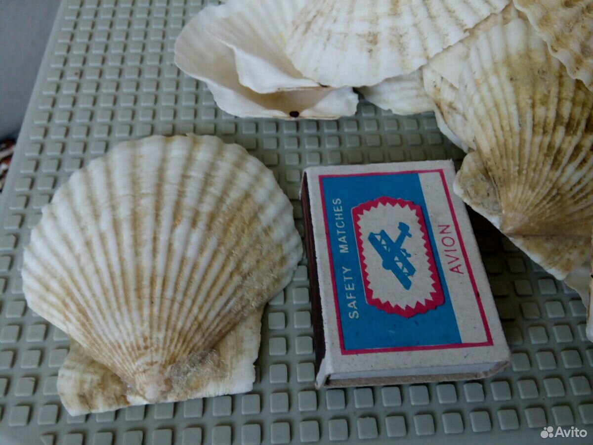 Раковины морского гребешка