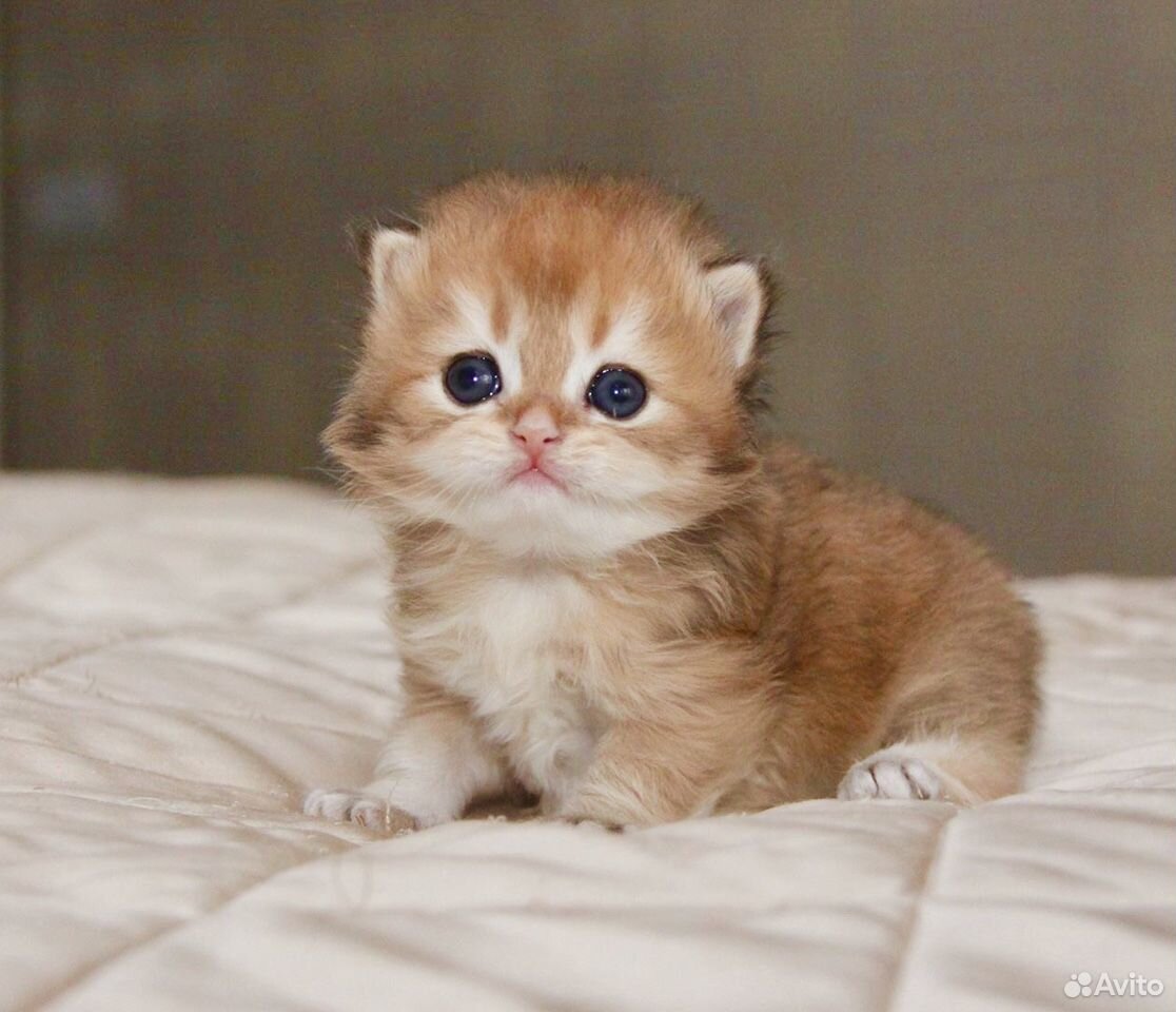 Золотые малыши британцы