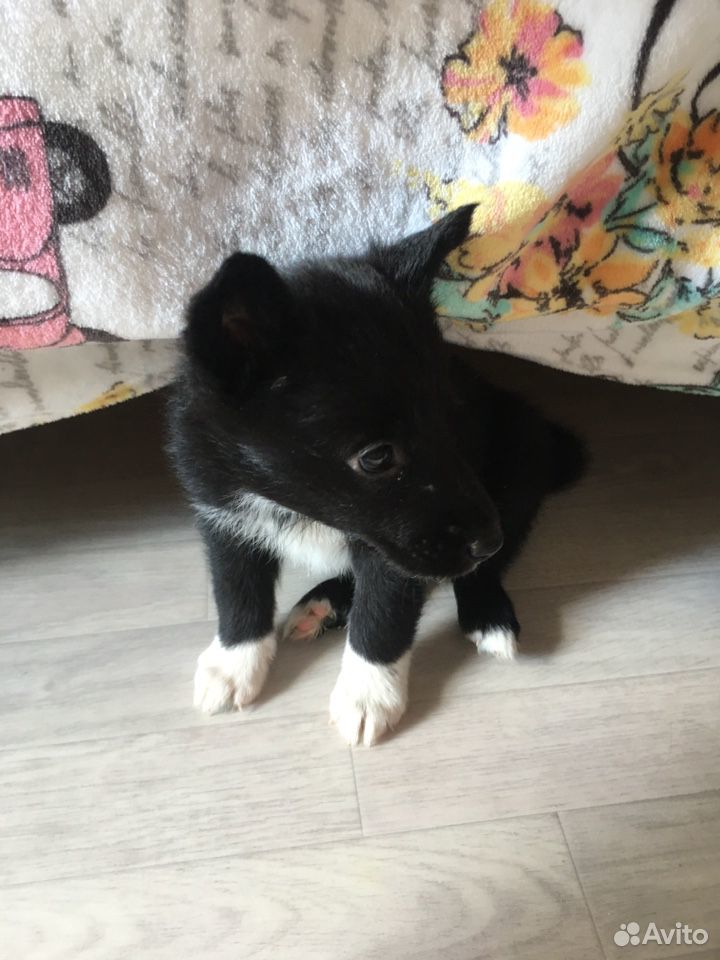 Щенок лайки