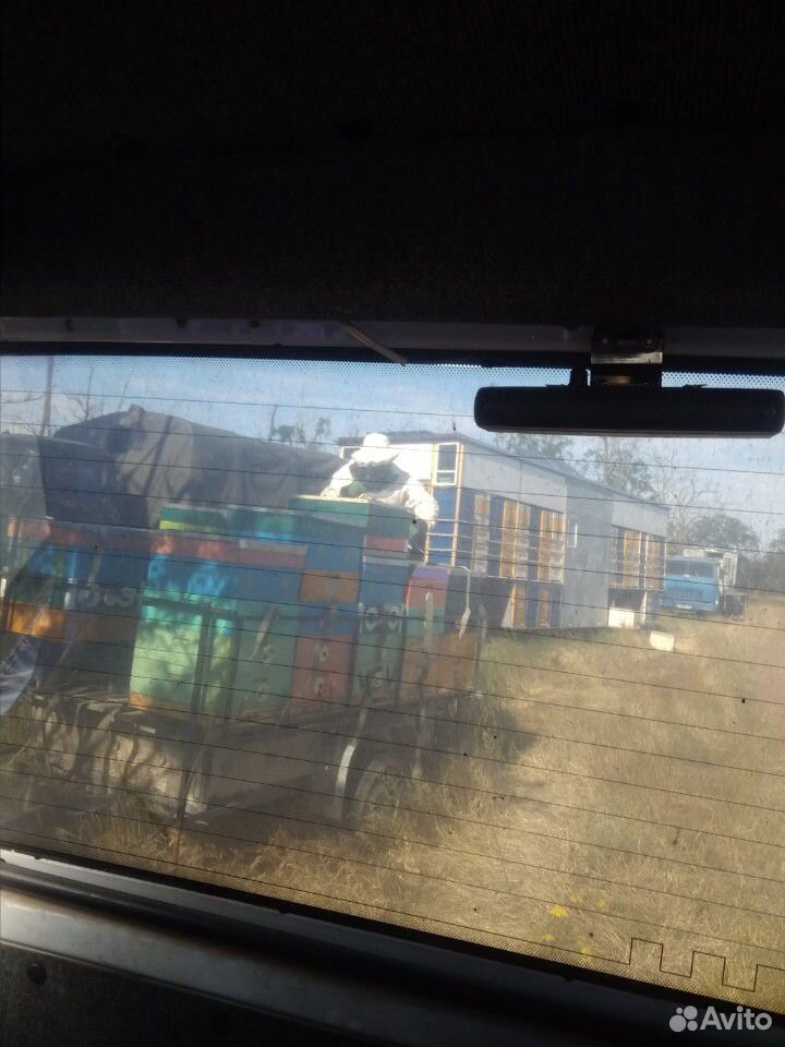 Пчелы продажа