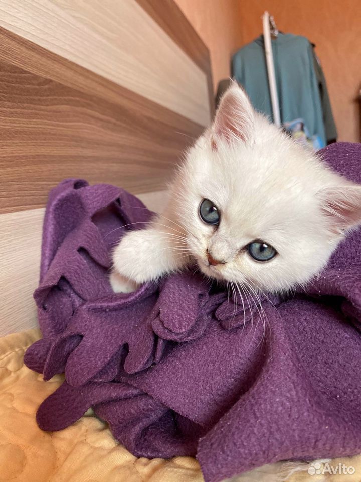 Британская