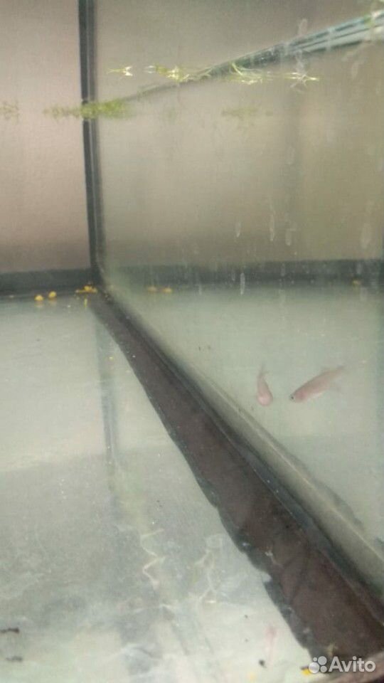 Рыбки аквариумные, пара Нотобранхиус Гюнтера