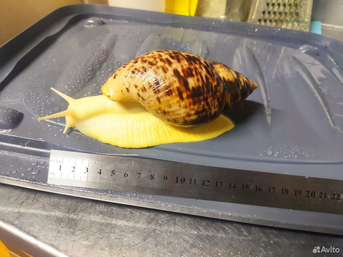 Улитки Ахатины